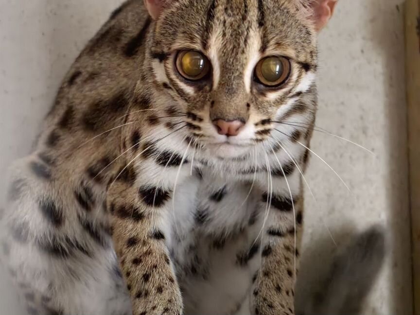 Бенгальская алк ф0