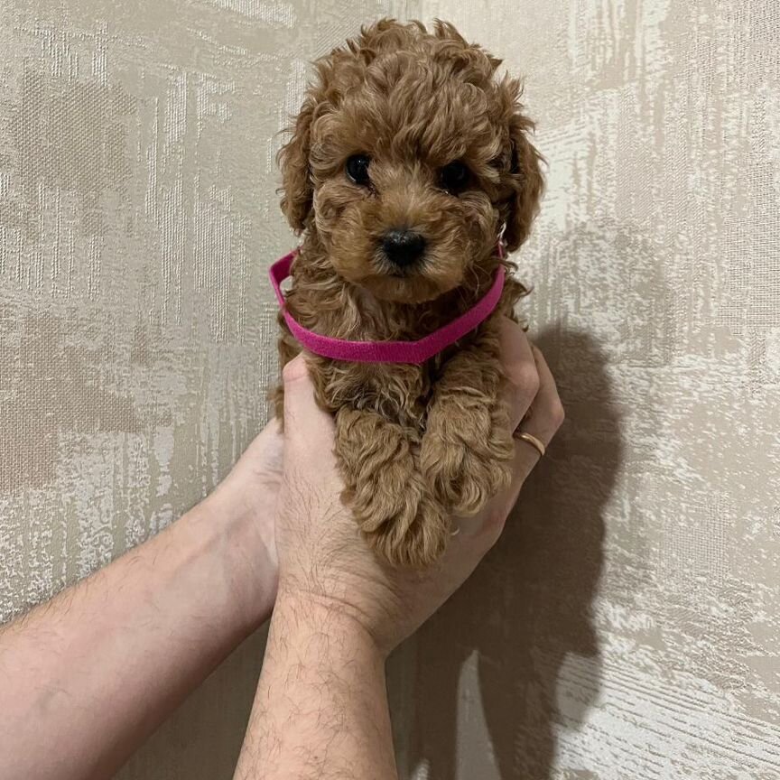 Той-пудель, щенок