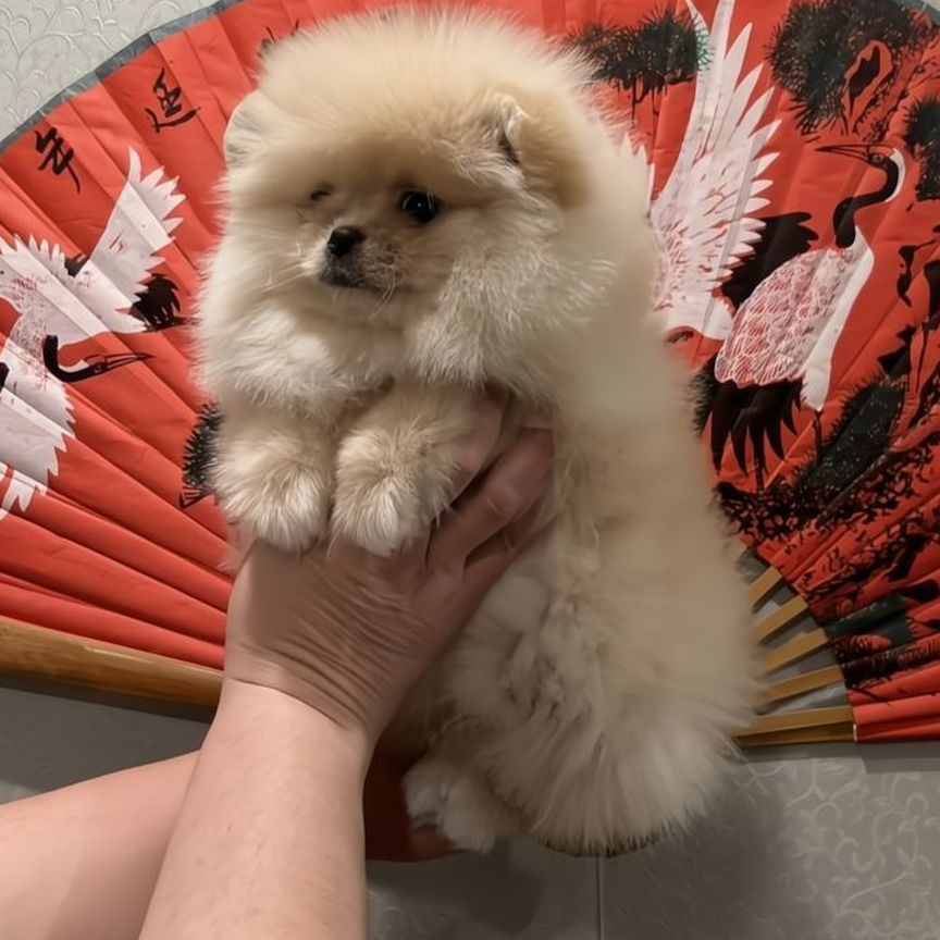 Померанский шпиц, щенок