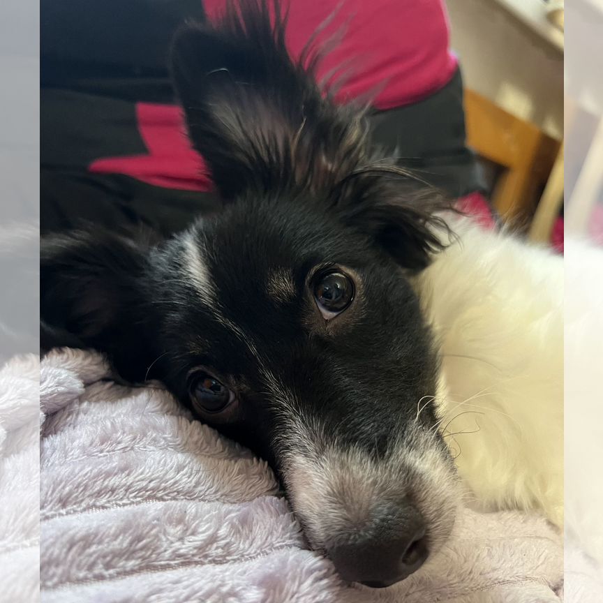 Взрослая собака в добрые руки