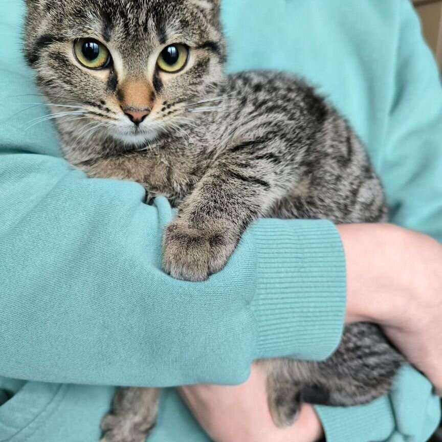 Котенок девочка 3,5 мес
