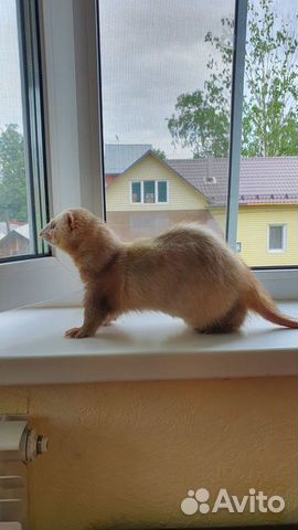 Домашний хорек