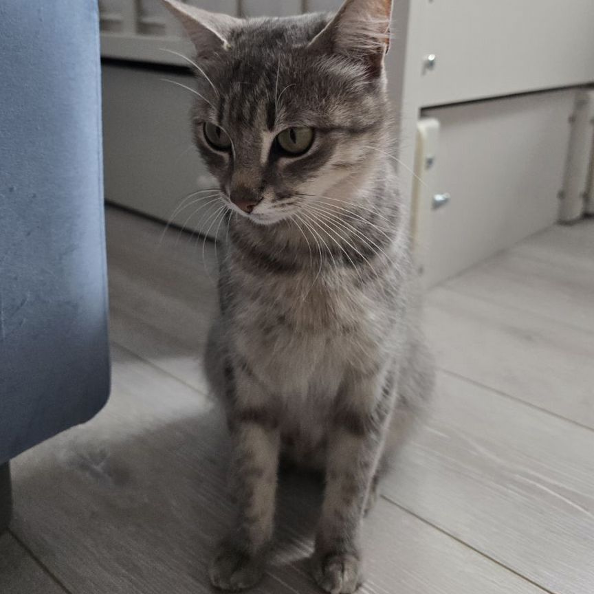 Кошка