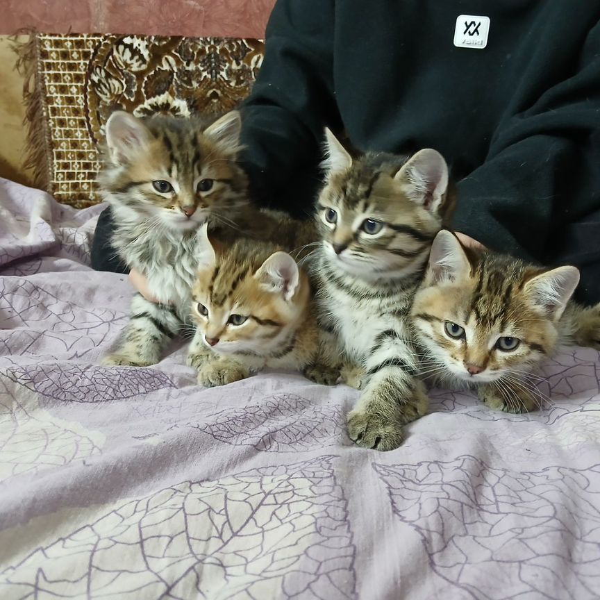 Отдадим котят