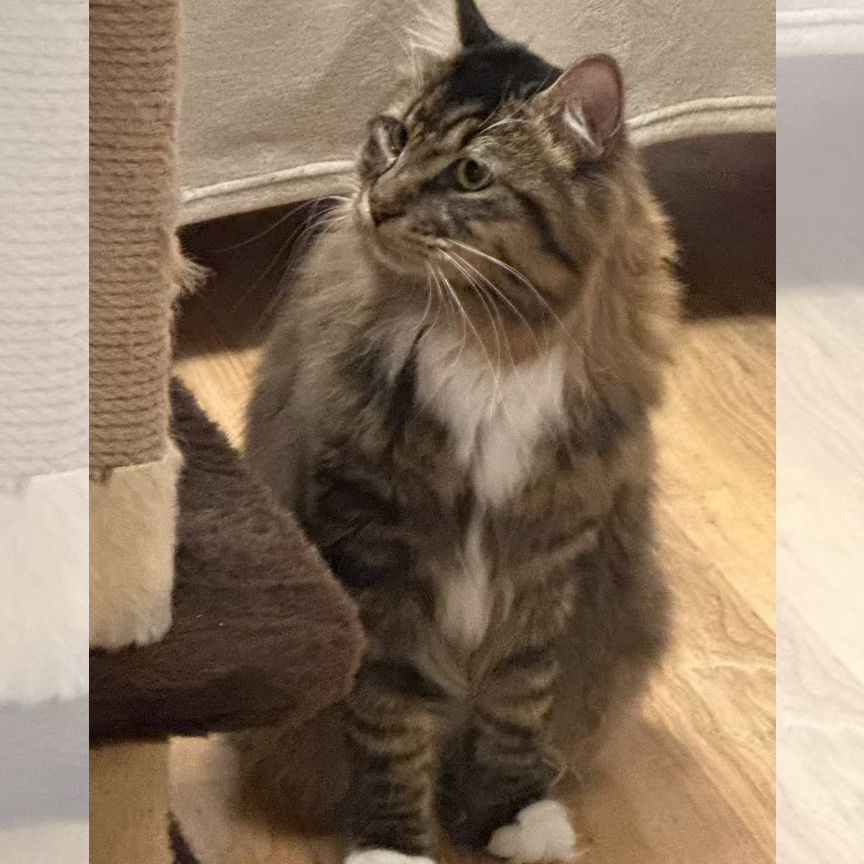 Курильский бобтейл длинношёрстный, взрослый кот