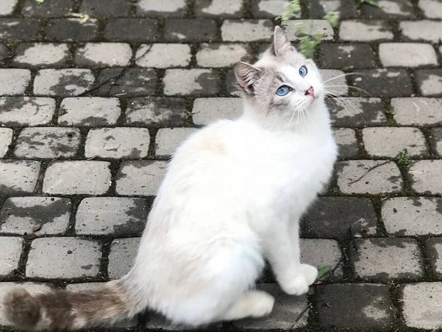 Безумно красивый и ласковый котенок ищет дом