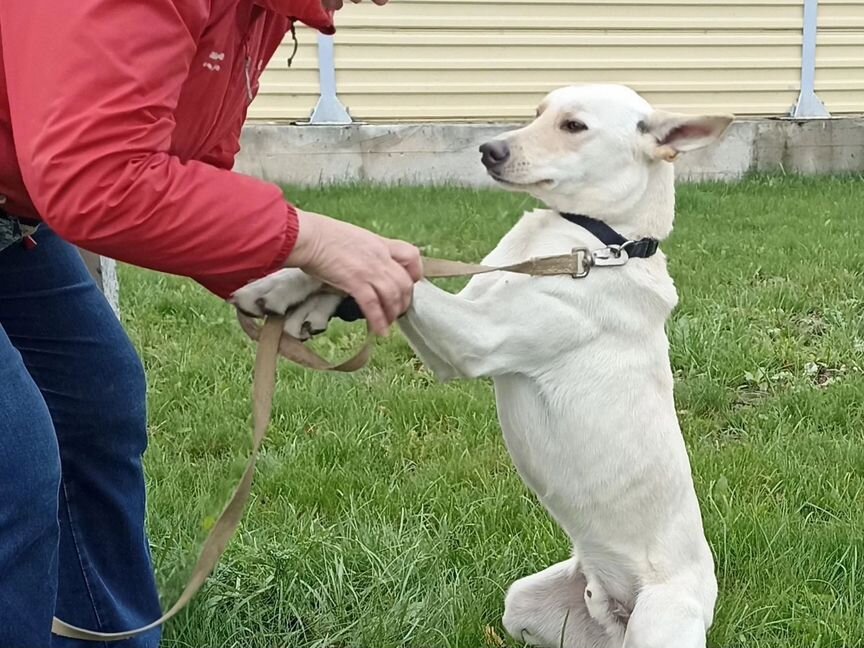 Ричи - домашний пёс (был)