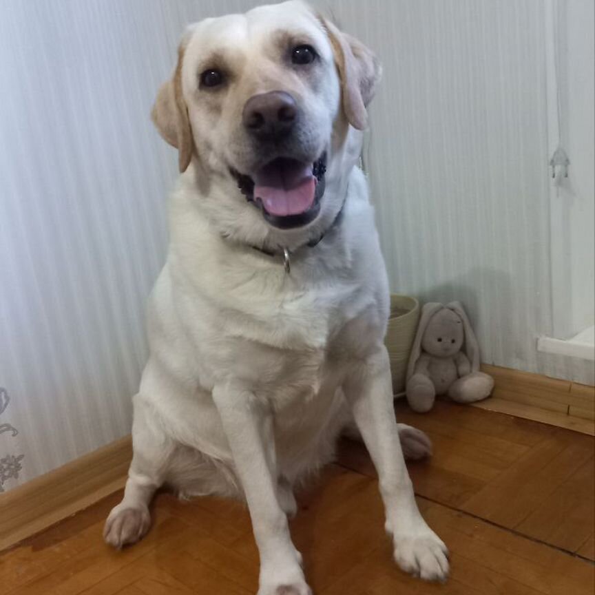 Отдам собаку в добрые руки