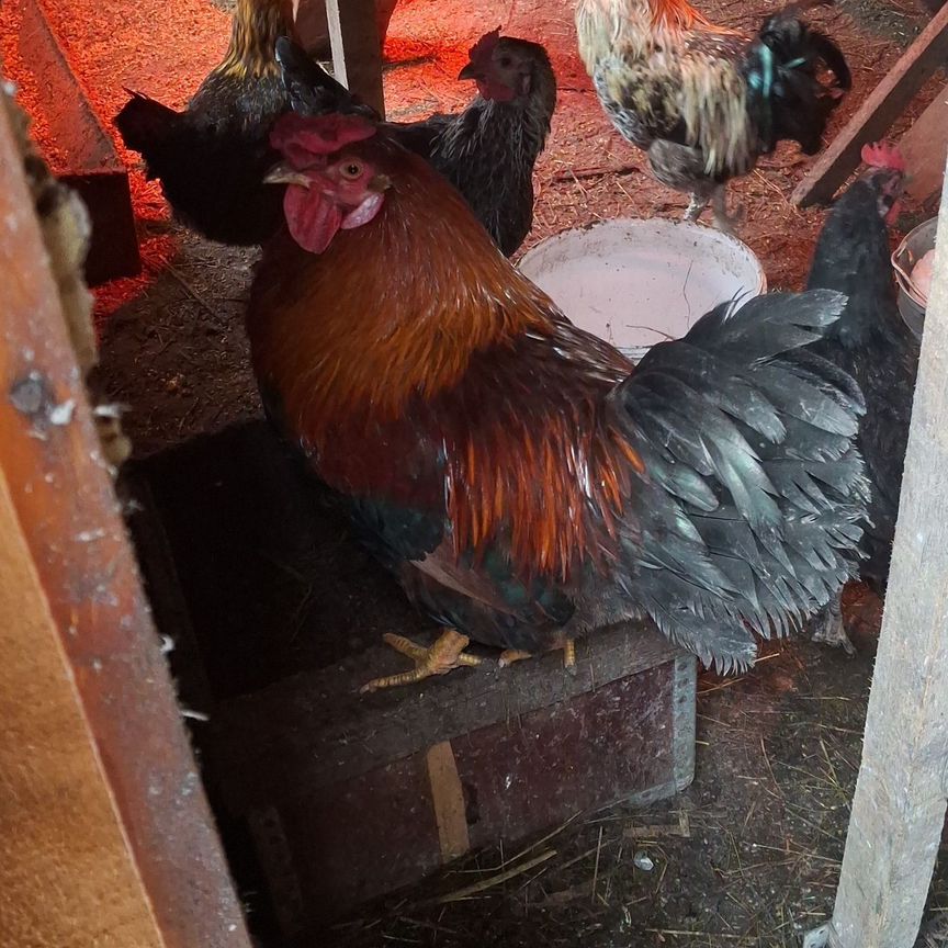 Домашние молодые петухи