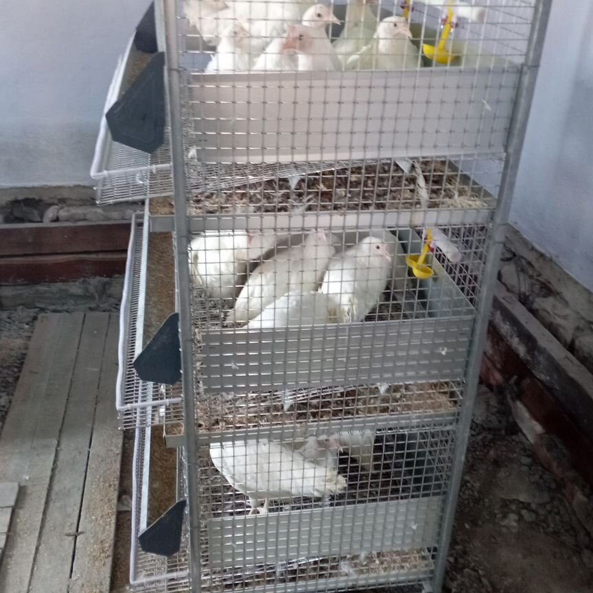 Куры молодки несушки