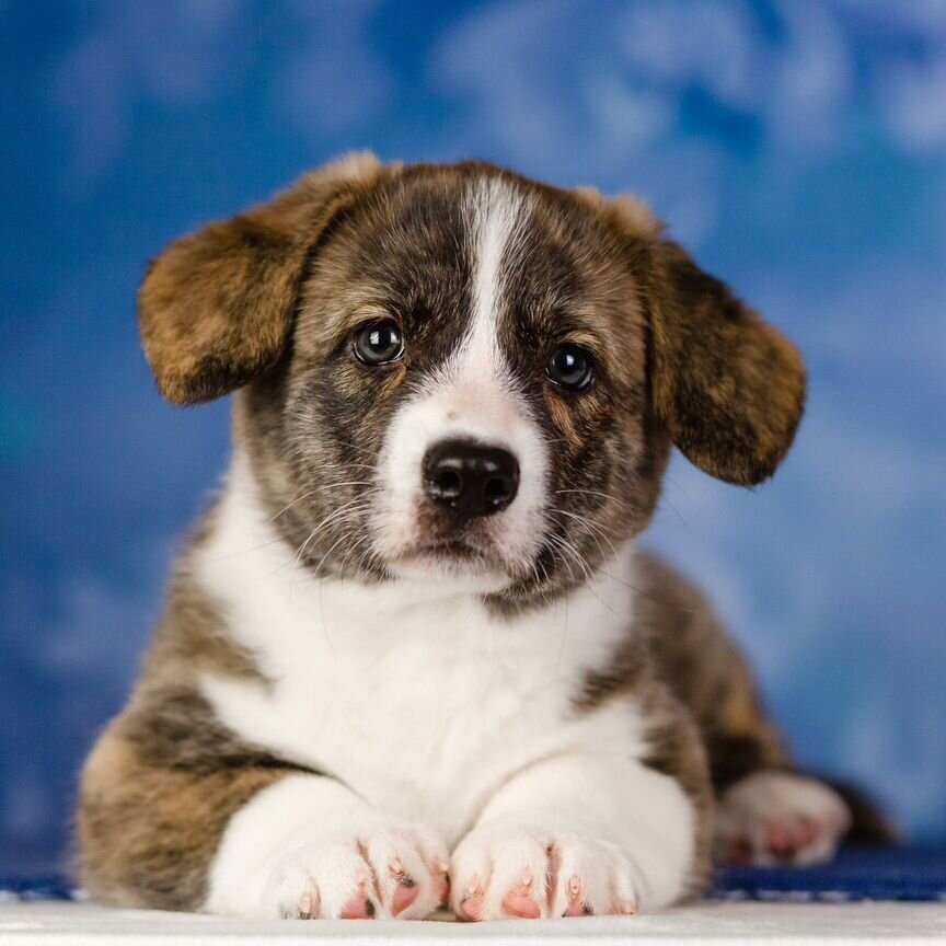 Вельш-корги кардиган