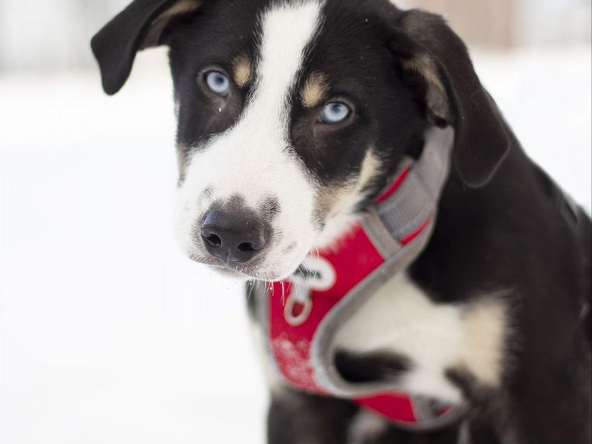 Щенок в добрые руки