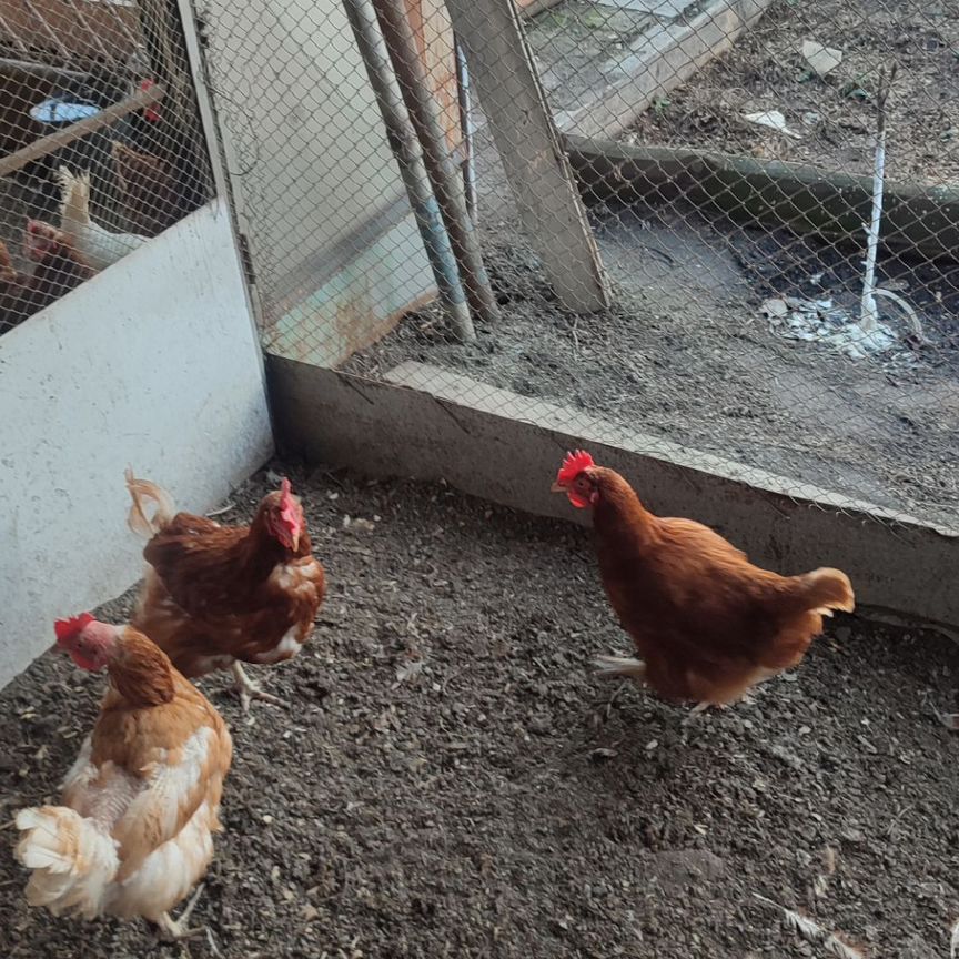 Куры несушки, 2 года, можно на суп