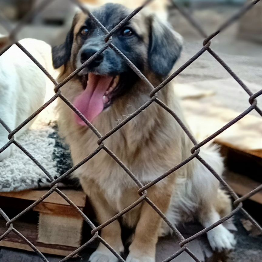 Курская обл. боцман