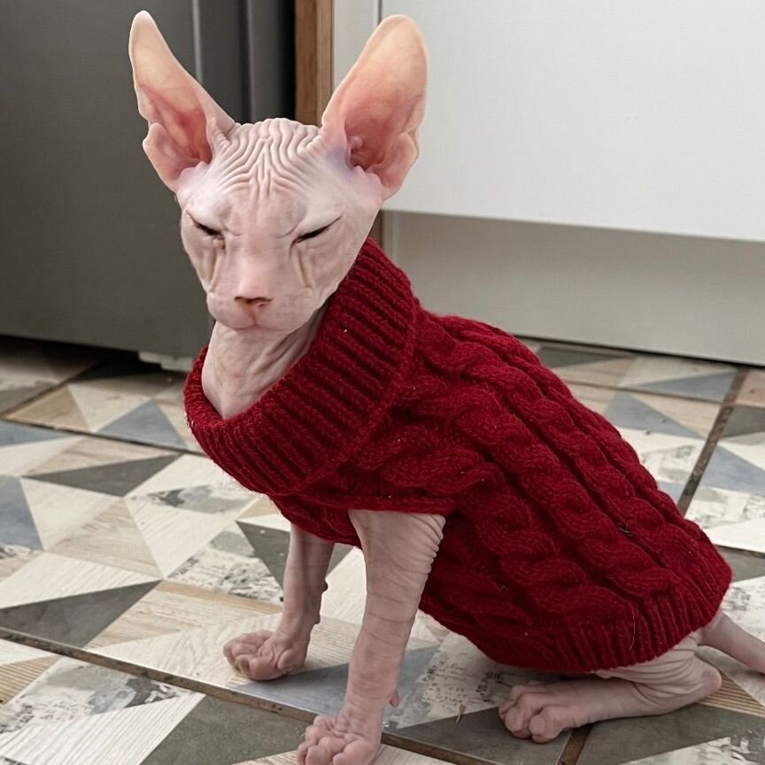 Донской сфинкс котёнок