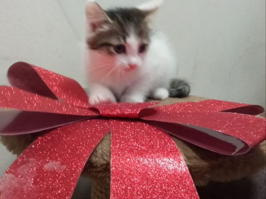 Котенок Маша