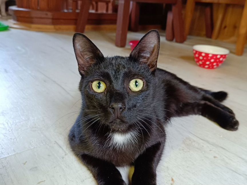 Котенок ищет дом