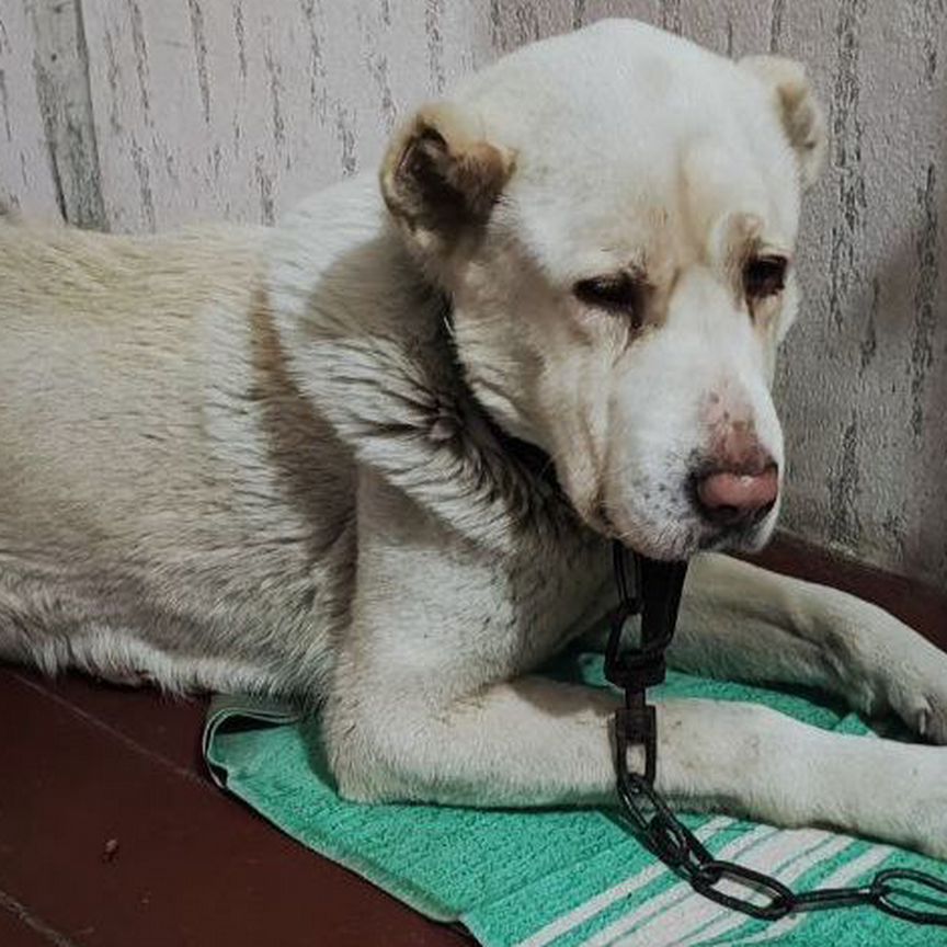 Среднеазиатская овчарка, взрослый пёс