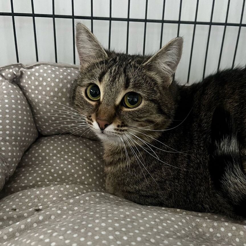 Кошечке нужен дом