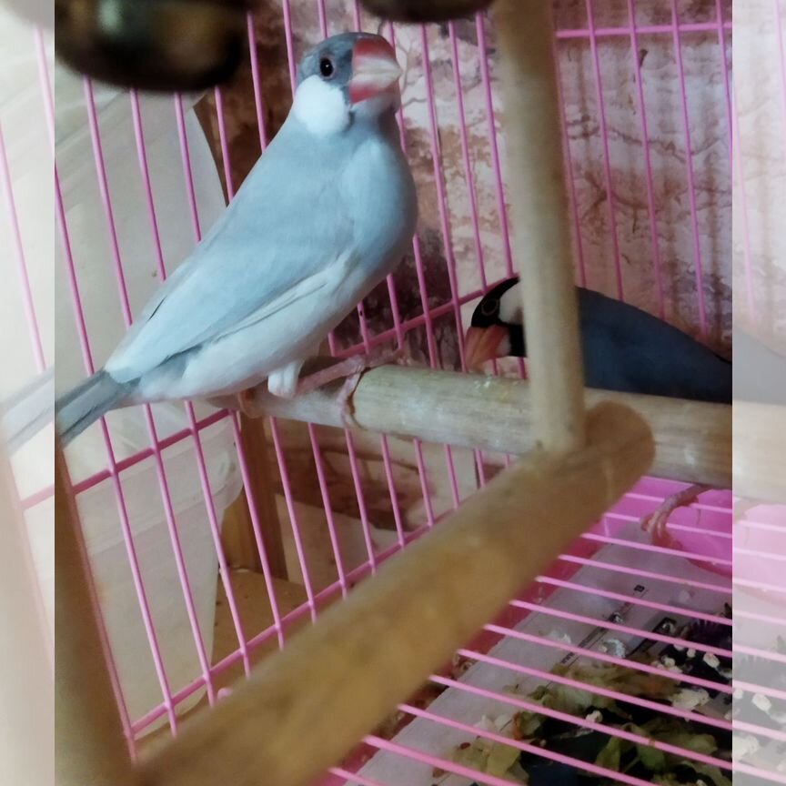 Рисовые амадины