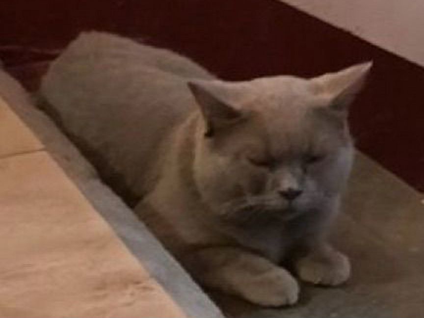 Кот британский