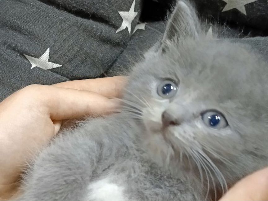 Самые милые котята