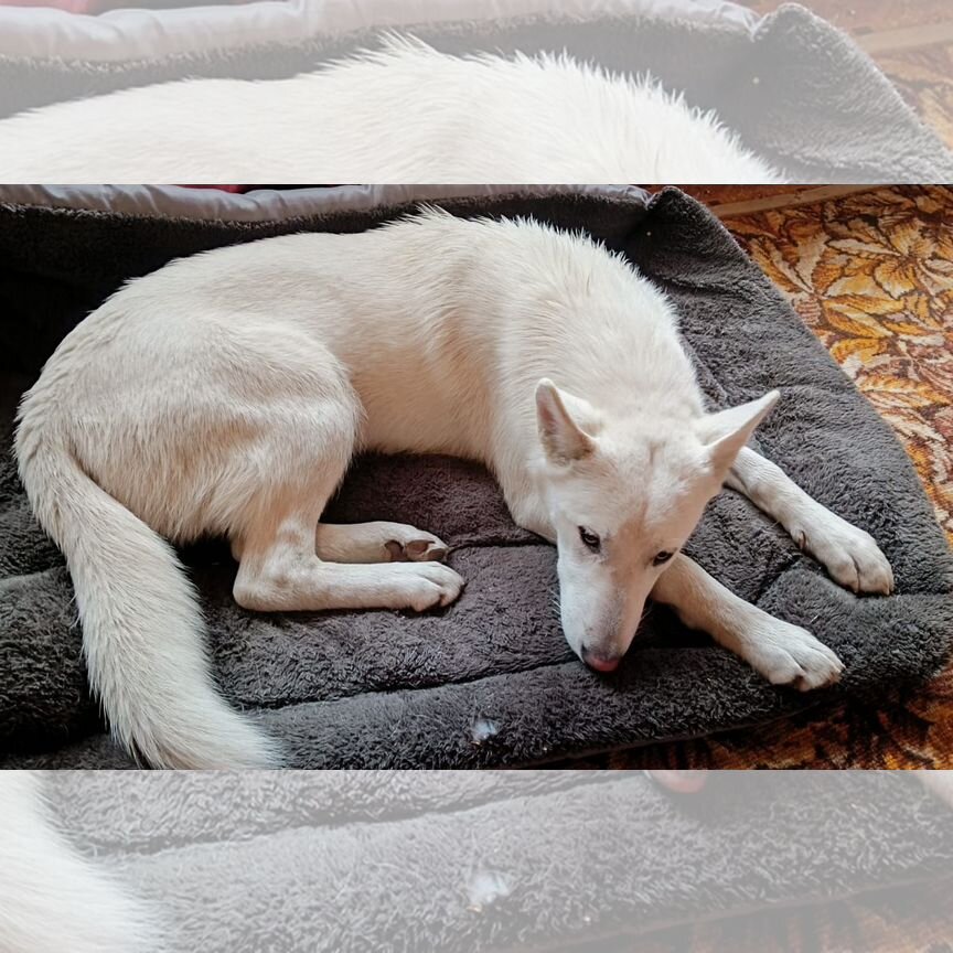 Лайка, щенок