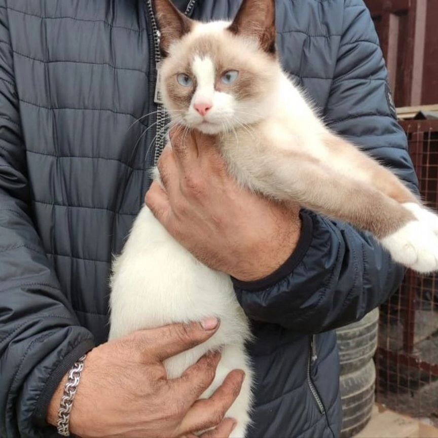 Котенок ищет дом