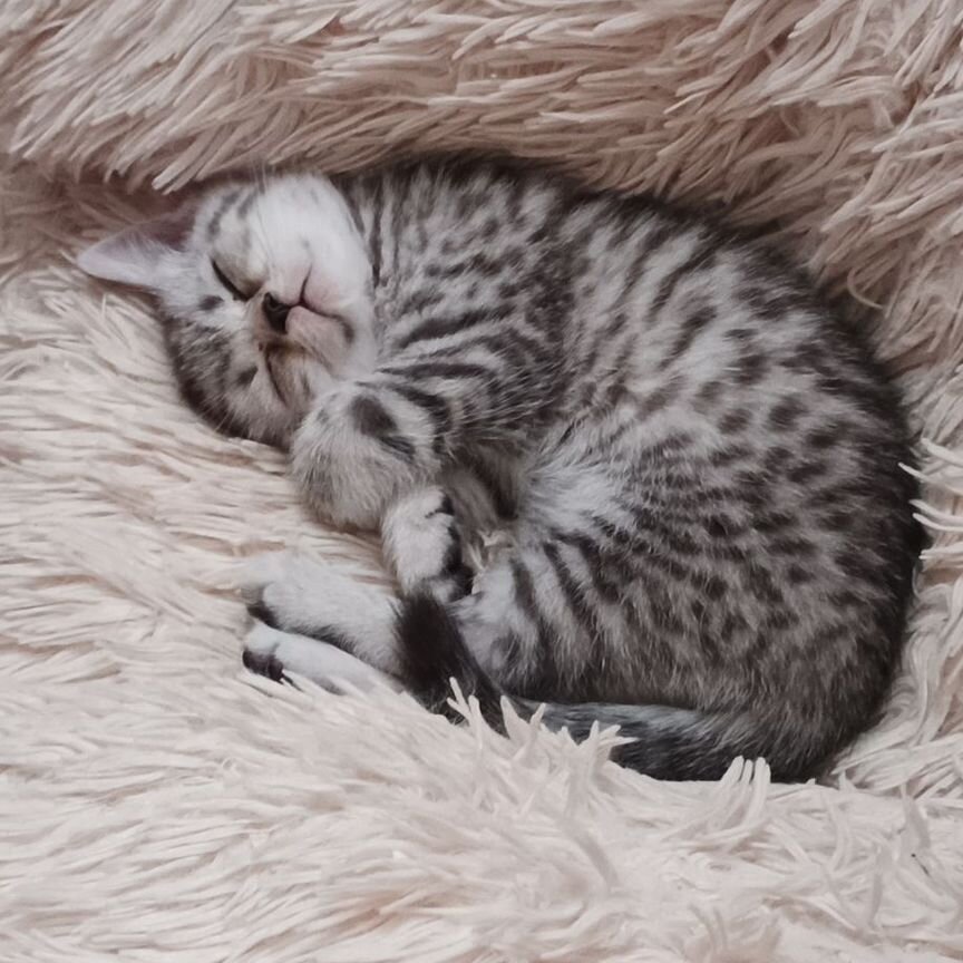 Шотландский прямоухий короткошёрстный котёнок