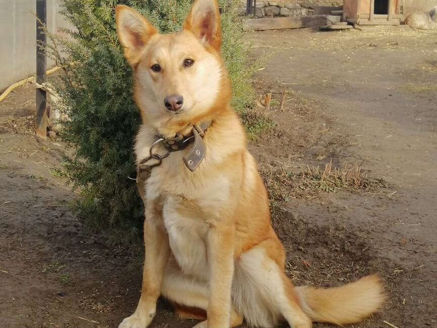 Собака Фиона