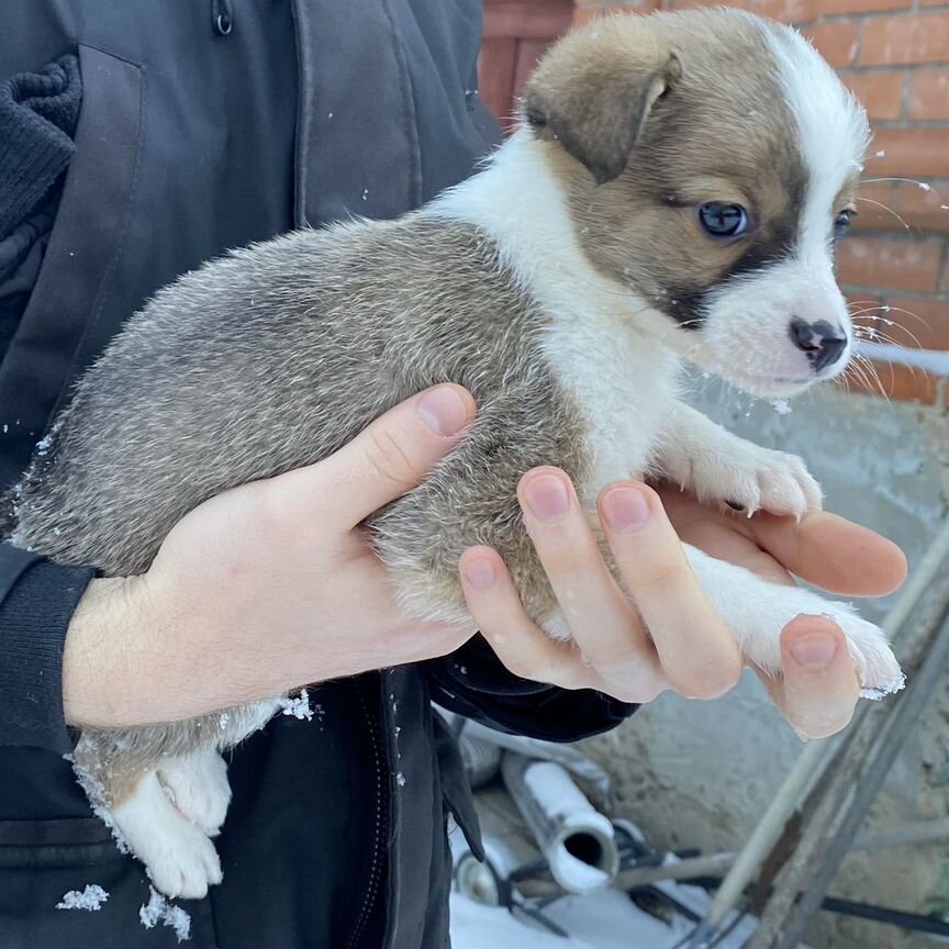 Щенок в добрые руки