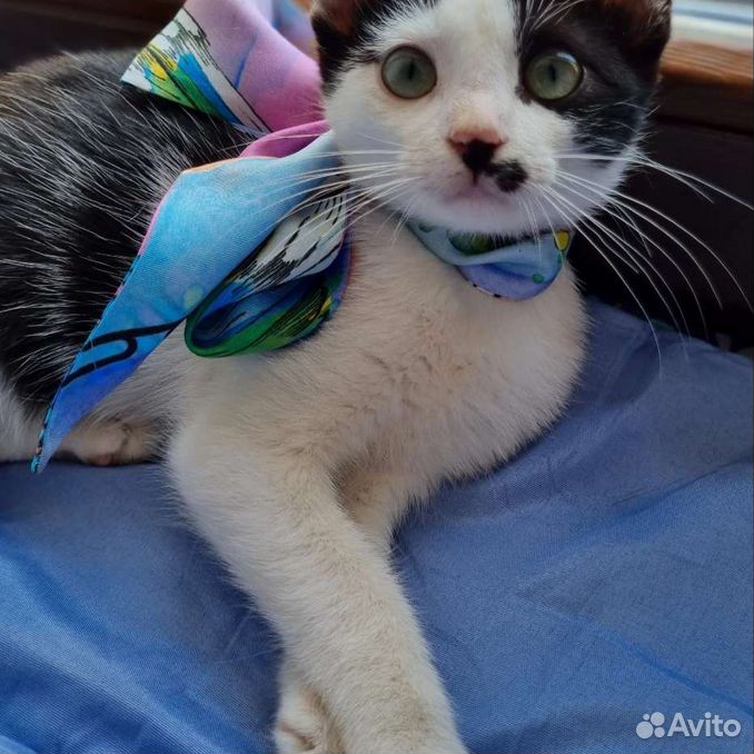 Котенок с родинкой на щечке