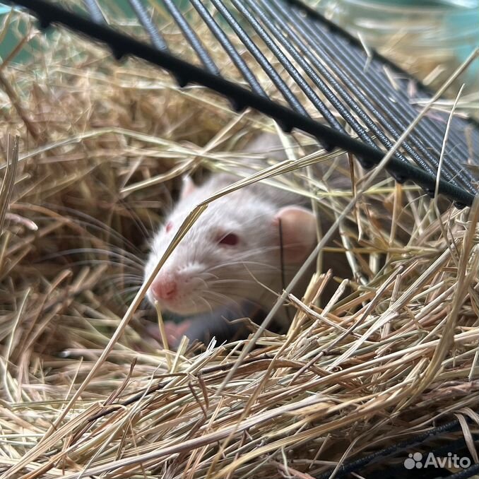 Крысята бесплатно