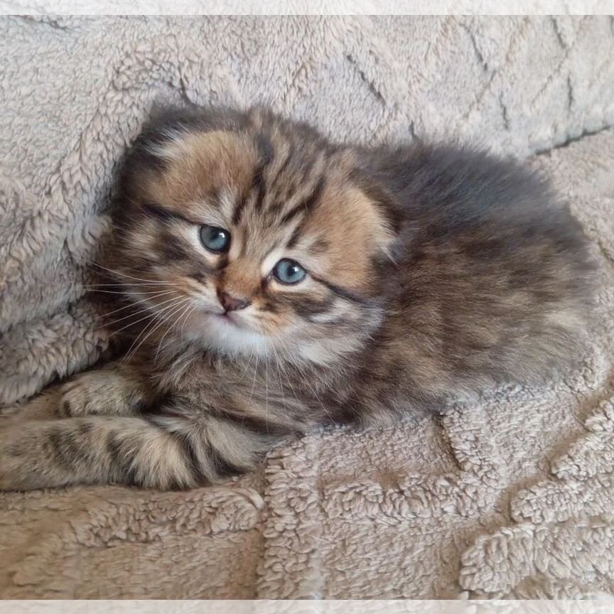 Котёнок от частного владельца