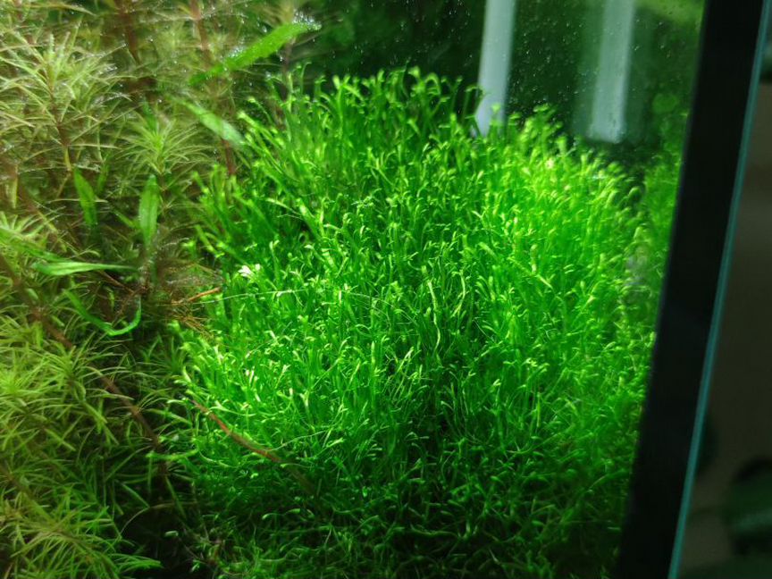 Аквариумное растение