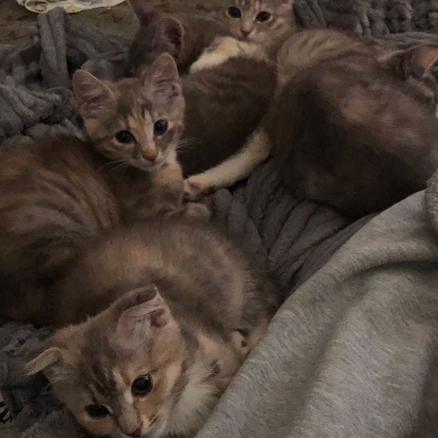 Котята в добрые руки бесплатно