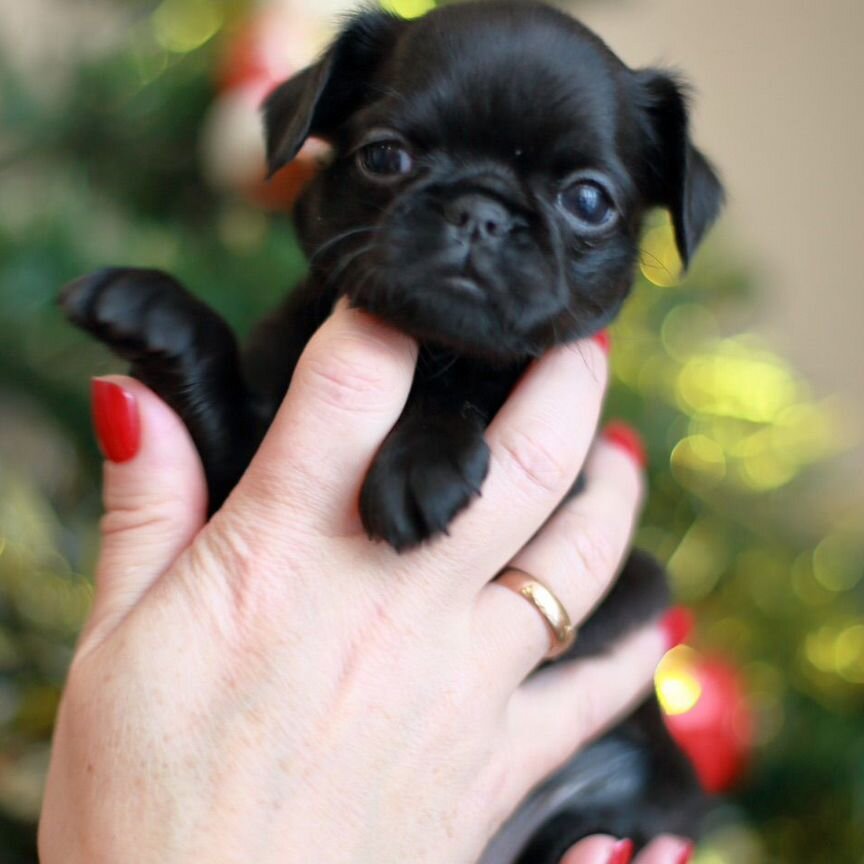 Пти-брабансон, щенок