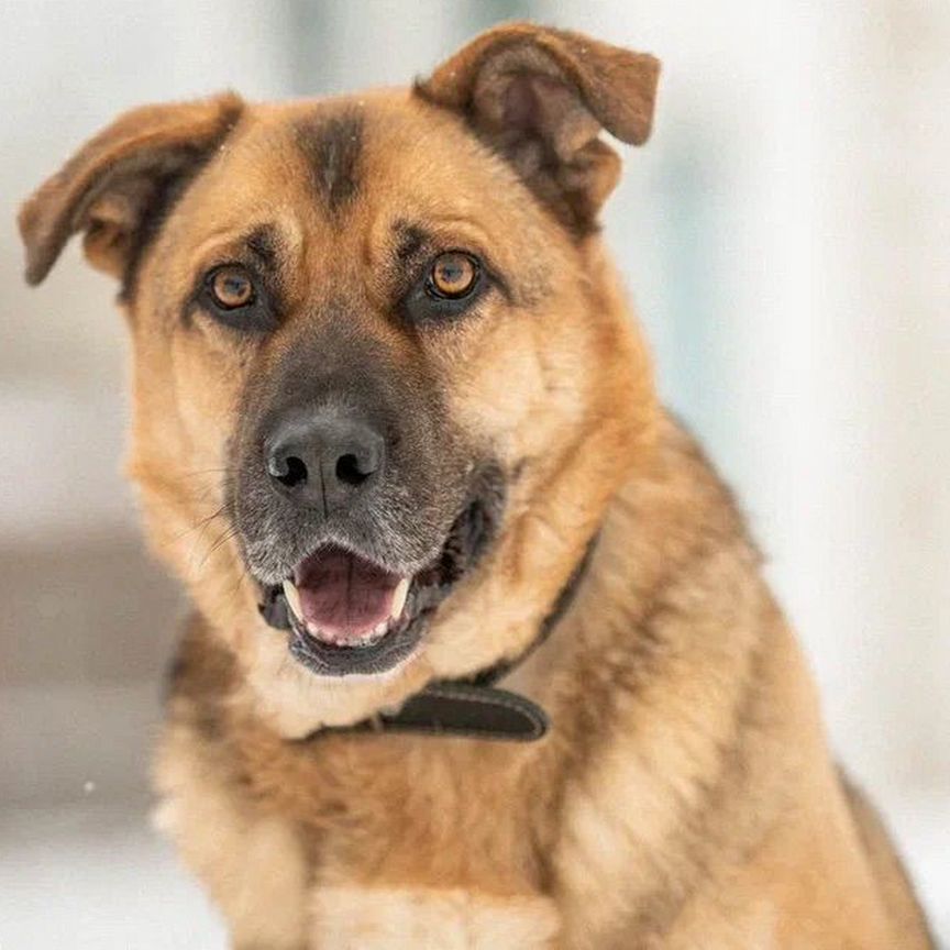 Овчарка в дар