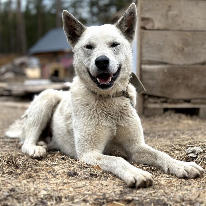 Собака в добрые руки отдам бесплатно