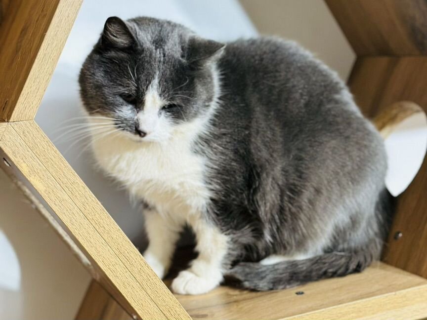 Котик кастрированный