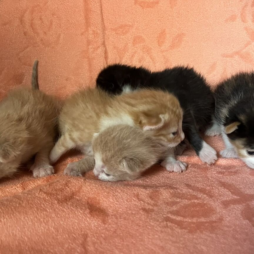 Бронь маленьких котят
