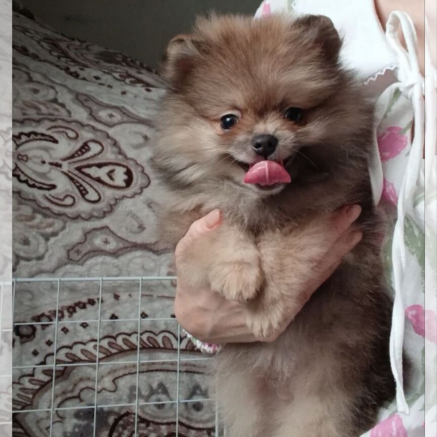 Немецкий шпиц, щенок