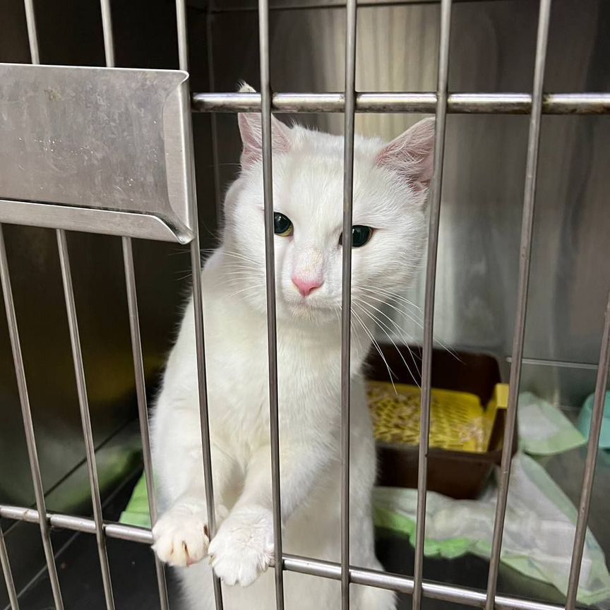 Белая кошка бесплатно