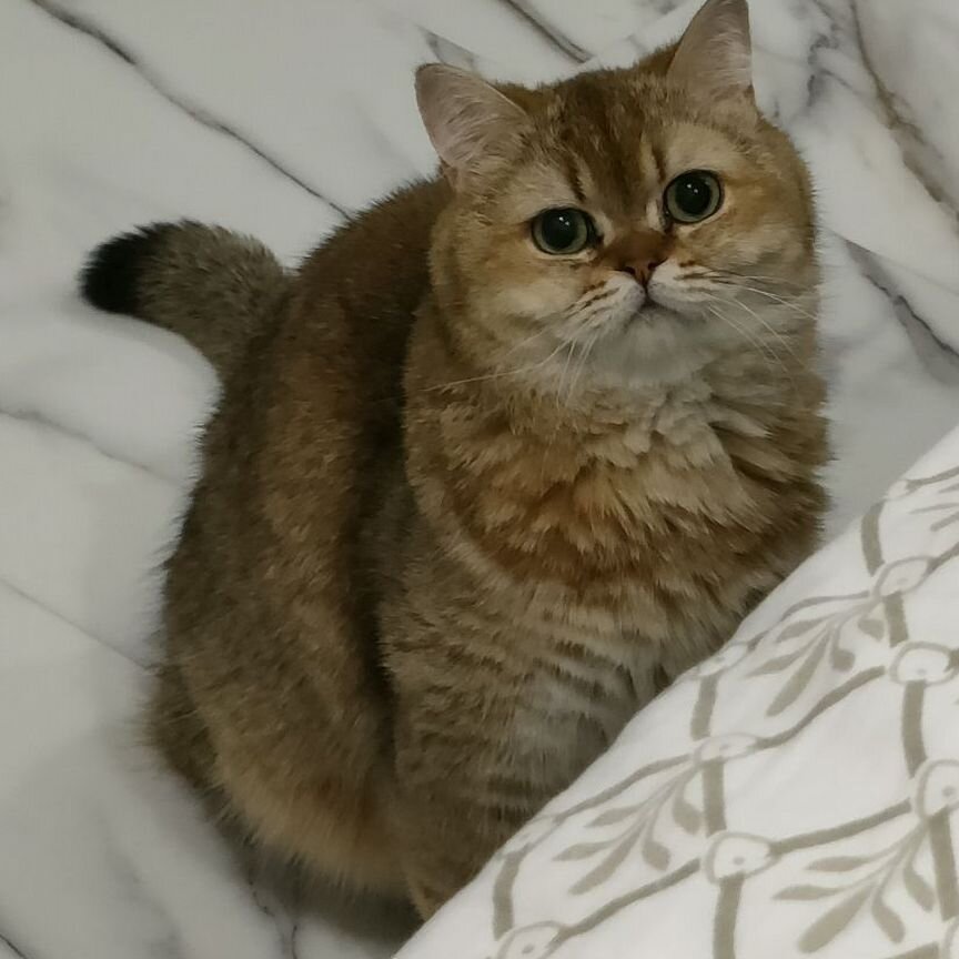 Британская короткошёрстная, взрослая кошка