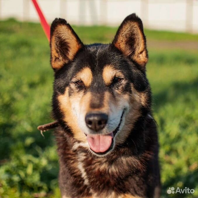 Боцман в хорошие руки