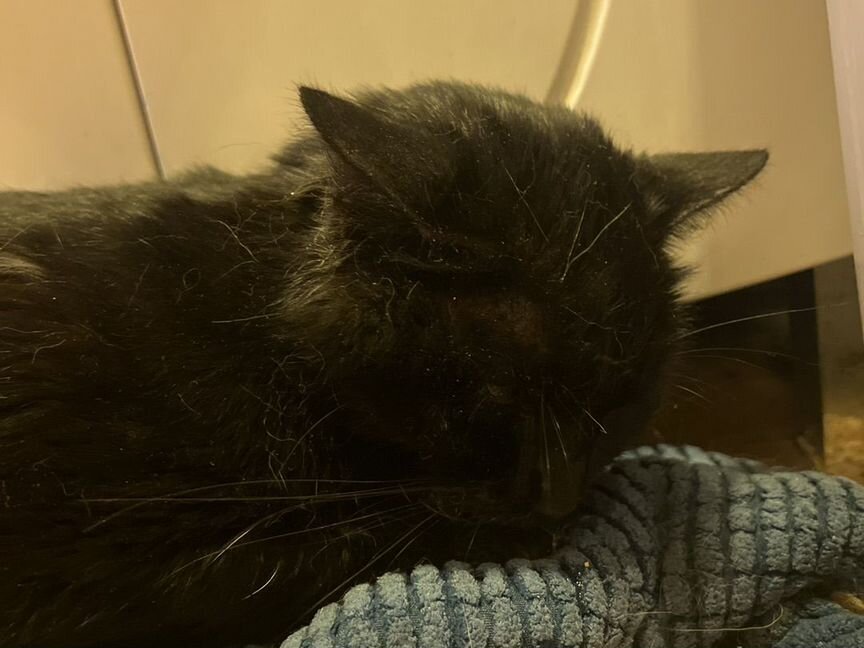 Кот Мурзик