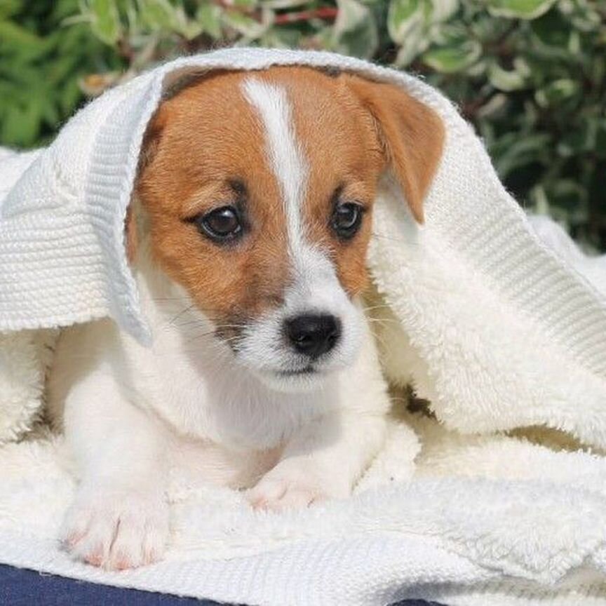 Джек Рассел терьер брокены 3 месяца