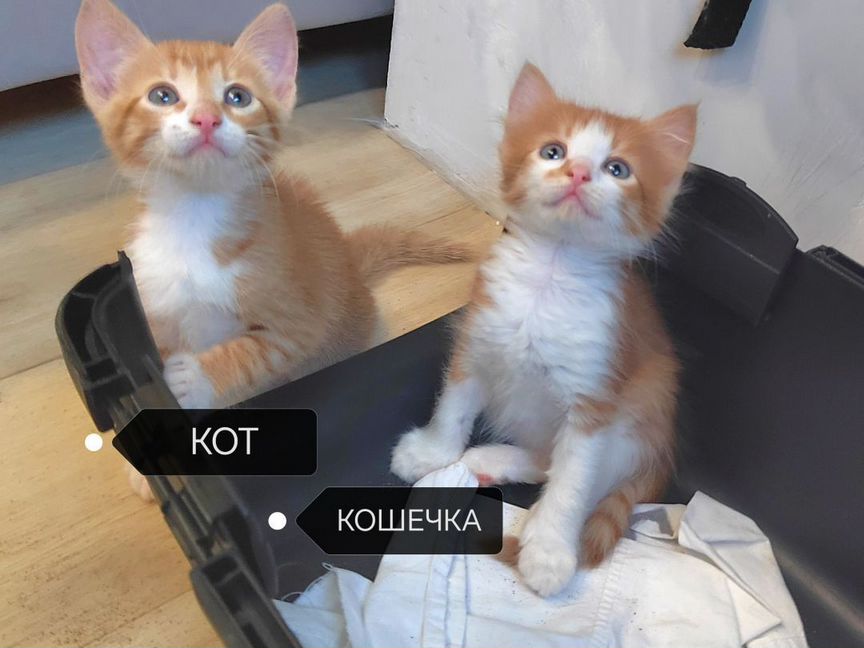 Рыжие котята
