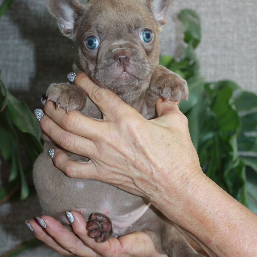 Французский бульдог Изабелла