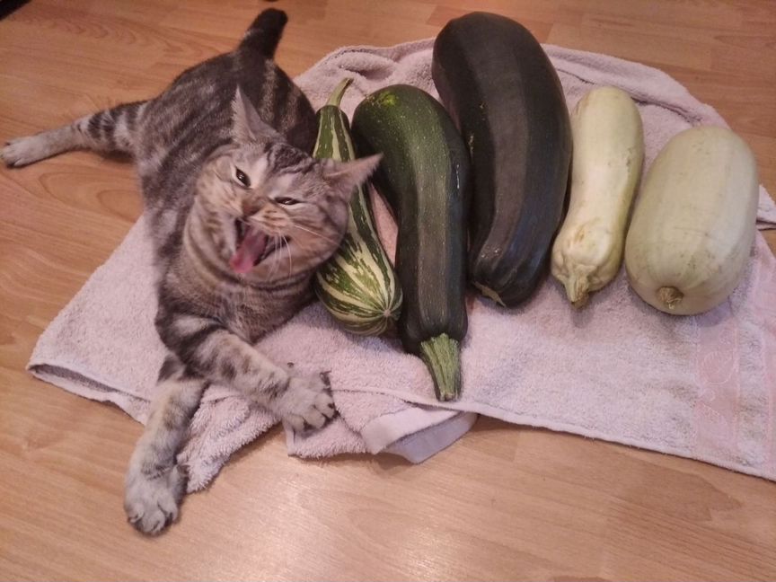 Британские котята